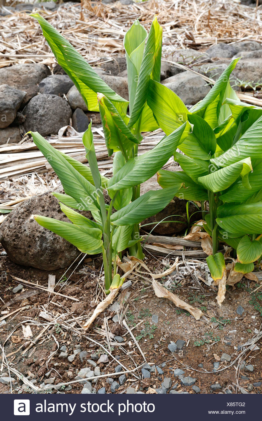 Curcuma Plant Longa High Resolution Stock Photography and Images - Alamy
