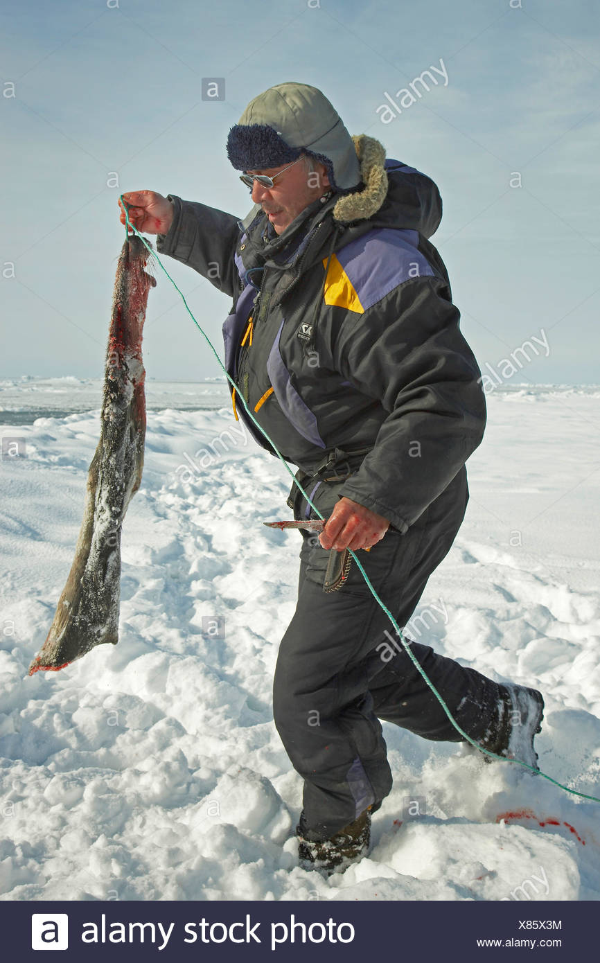 Inuit Hunting Seal High Resolution Stock Photography and Images - Alamy