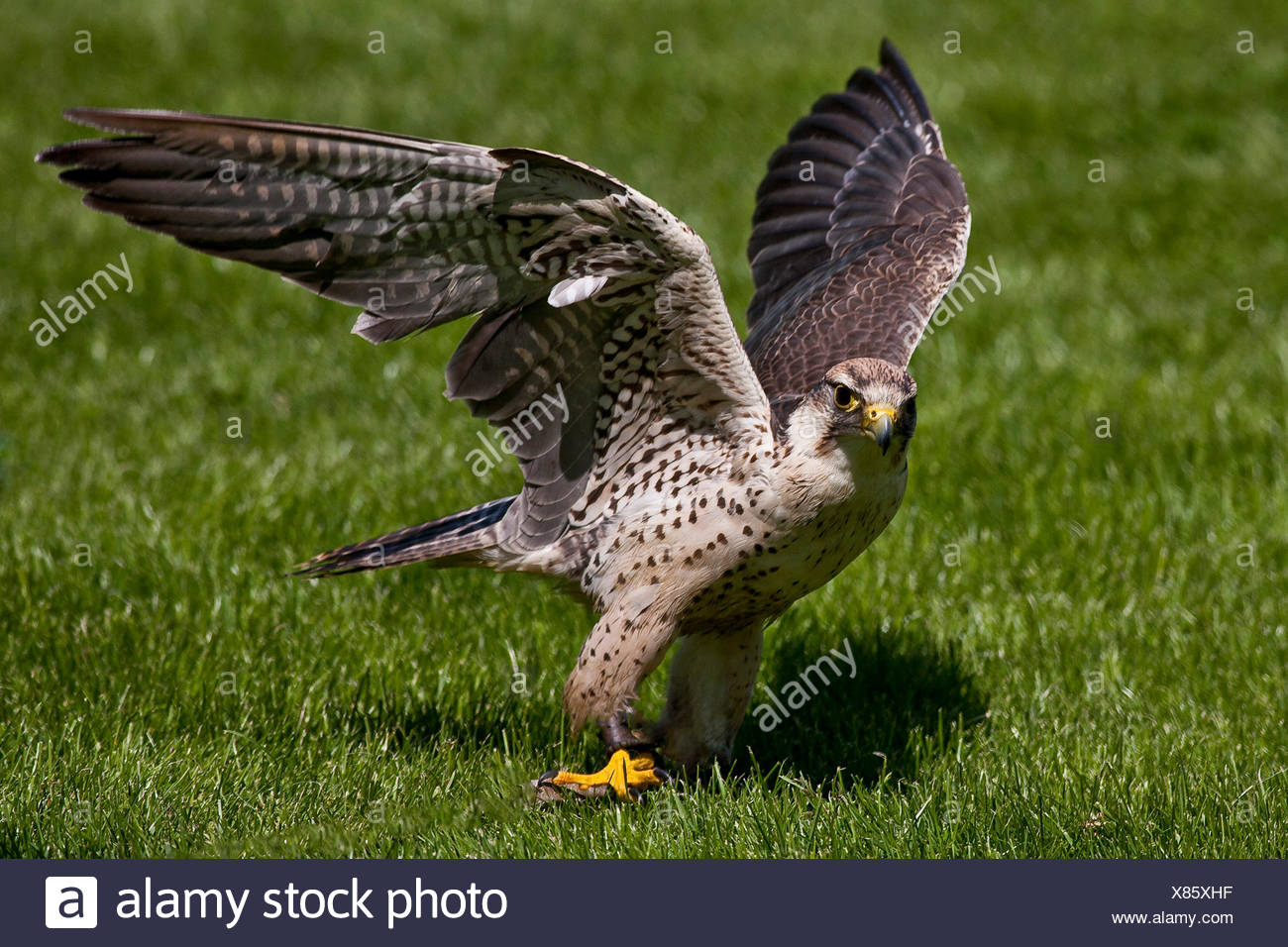 Falcon Wings Stock Photos & Falcon Wings Stock Images - Alamy