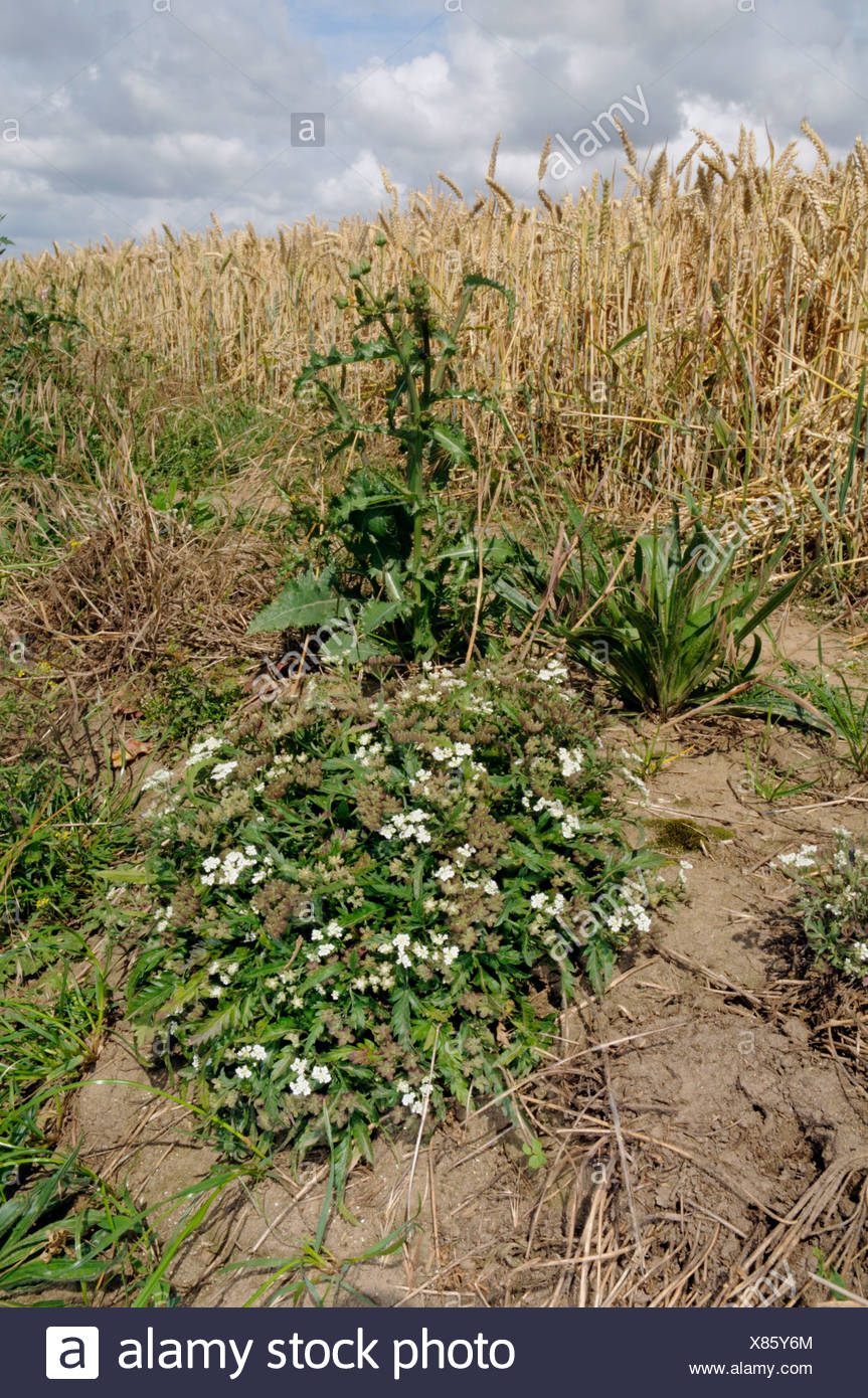 Spreading Hedge Parsley High Resolution Stock Photography and Images ...