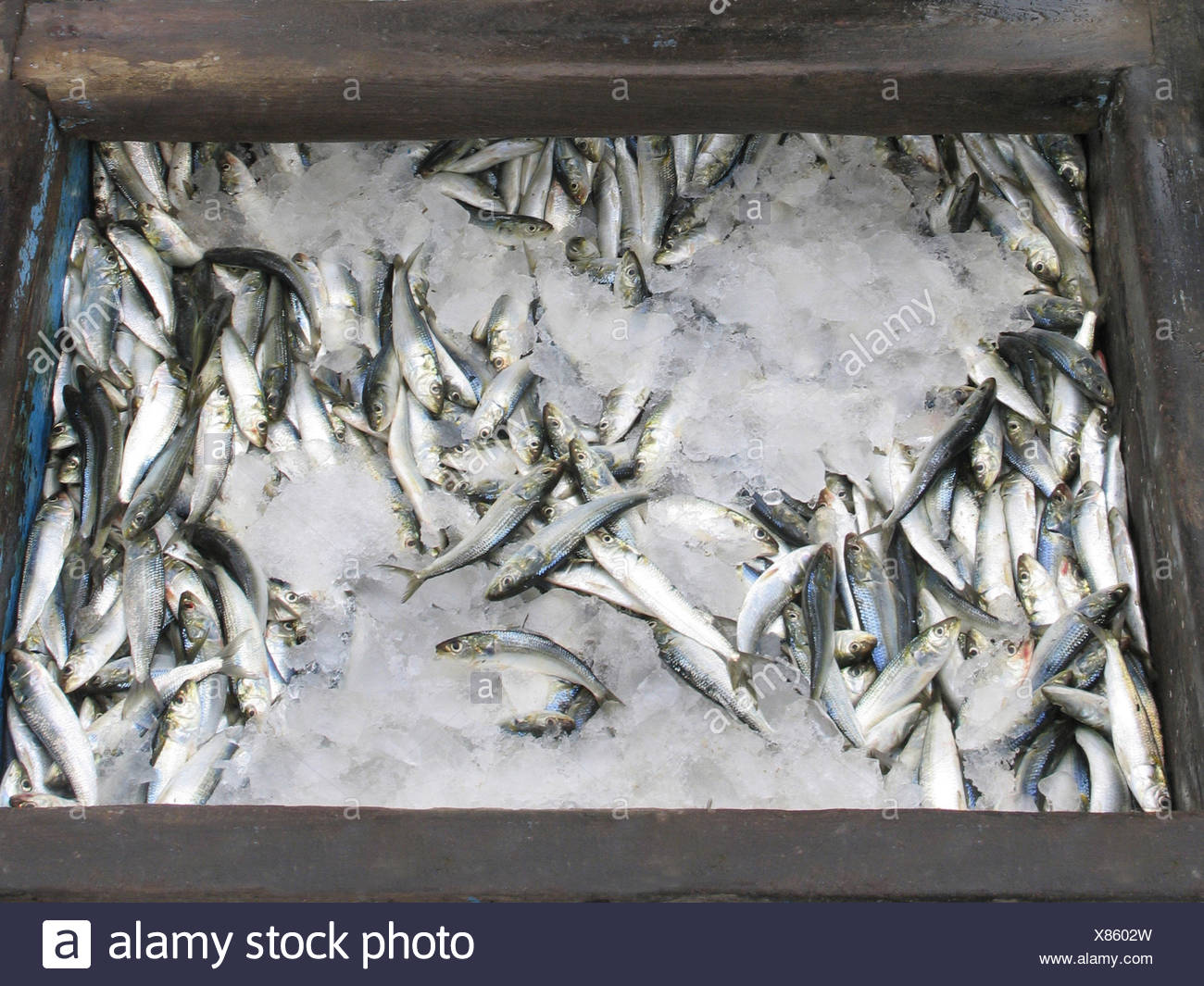 Small Dried Fish High Resolution Stock Photography and Images - Alamy