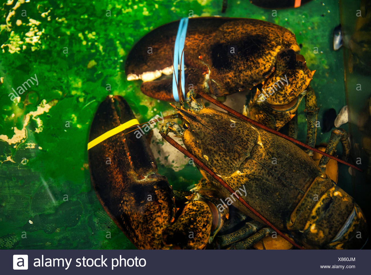 Lobster Tank High Resolution Stock Photography and Images - Alamy