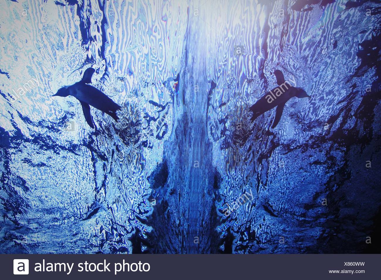 Underwater Reflection Fish High Resolution Stock Photography and Images ...