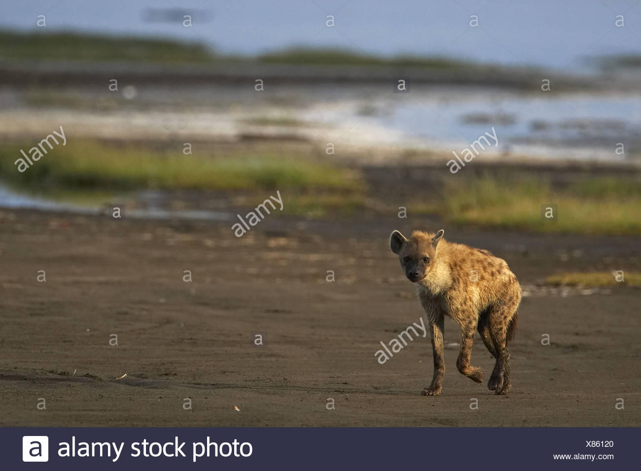Side View Running Hyena High Resolution Stock Photography and Images ...