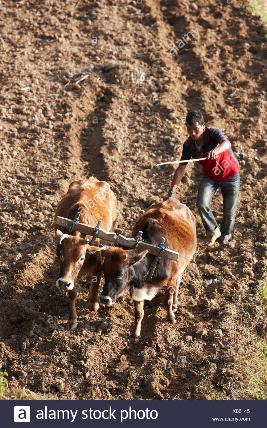Plough Man High Resolution Stock Photography and Images - Alamy