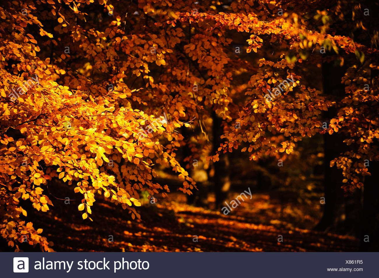Orange And Yellow Colours High Resolution Stock Photography and Images ...
