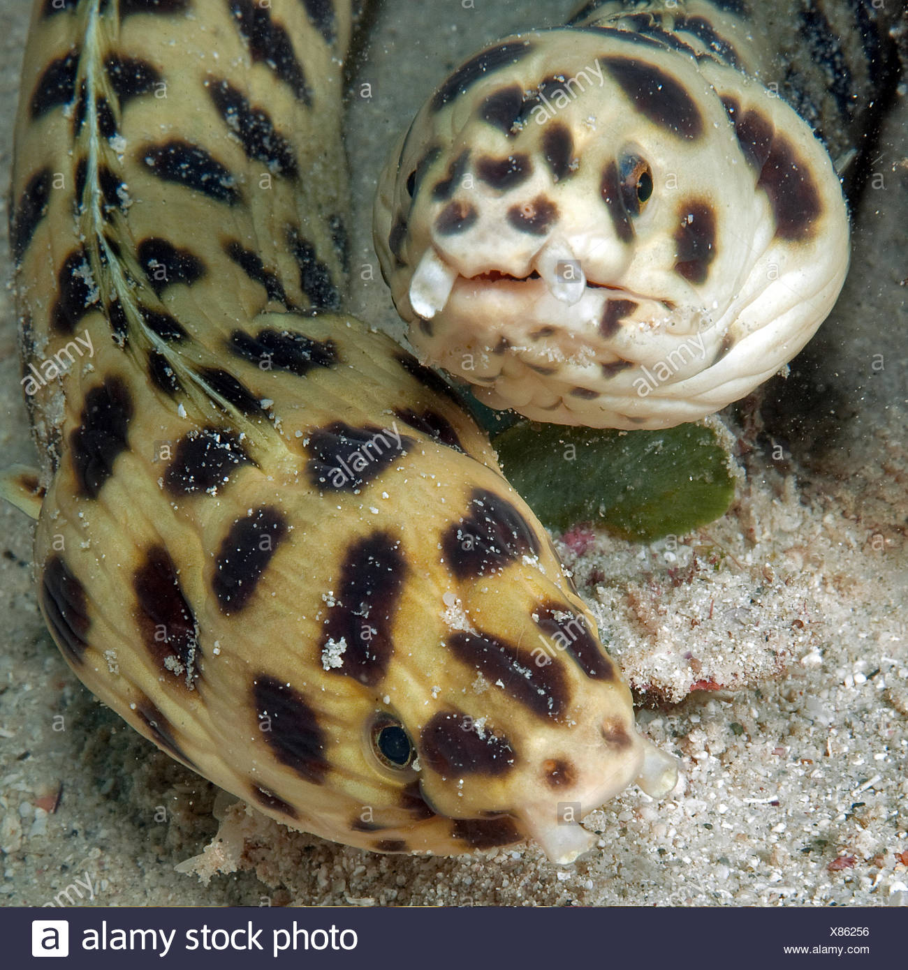 Indian Ocean Eel High Resolution Stock Photography and Images - Alamy