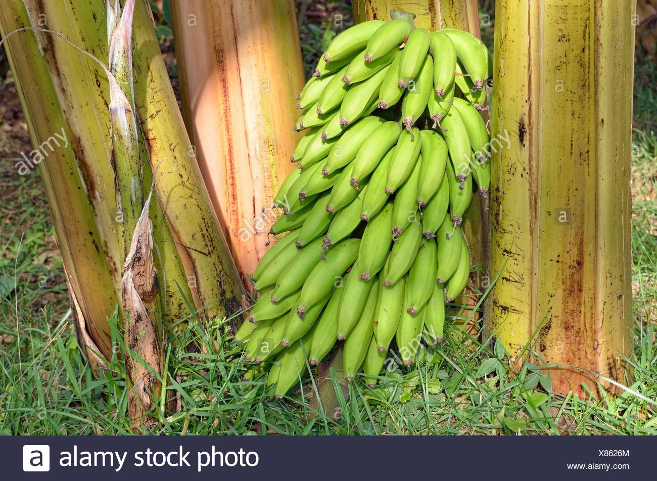 Banana Stalk Stock Photos & Banana Stalk Stock Images - Alamy