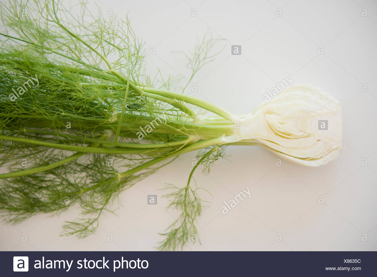 Plant Bulb Cross Section Stock Photos & Plant Bulb Cross Section Stock ...