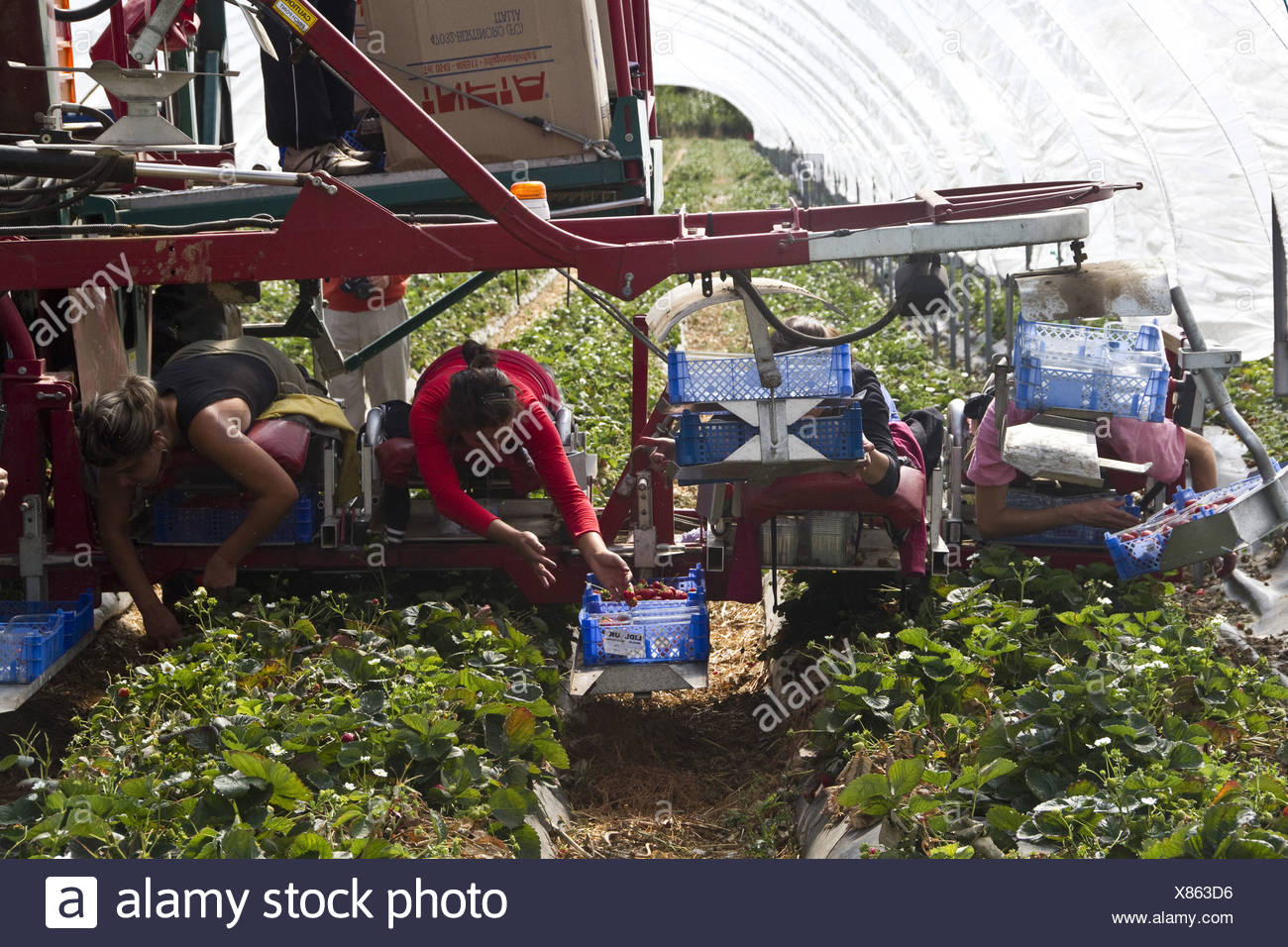 Strawberry Picking Machine High Resolution Stock Photography and Images ...