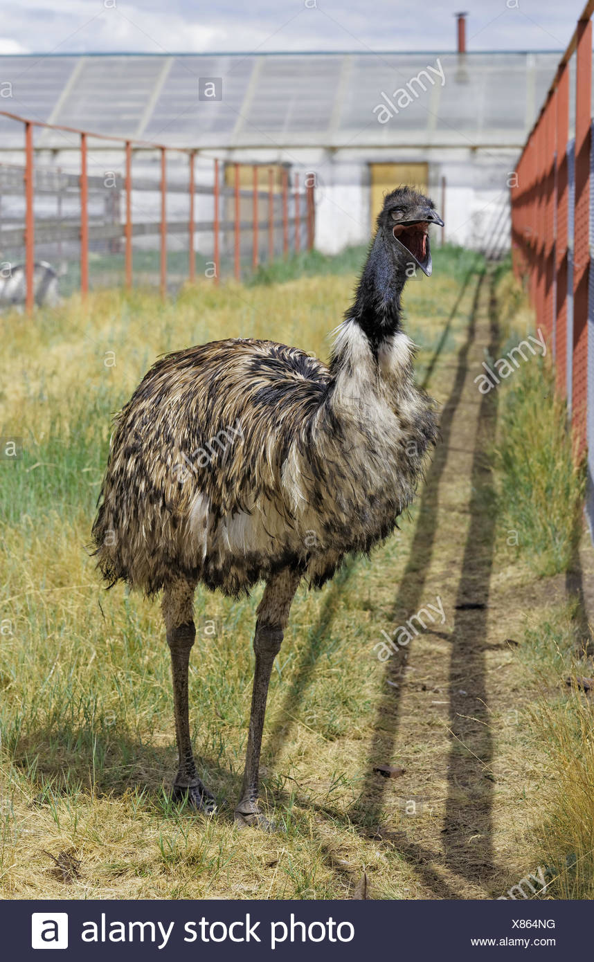 Emu Legs High Resolution Stock Photography and Images - Alamy
