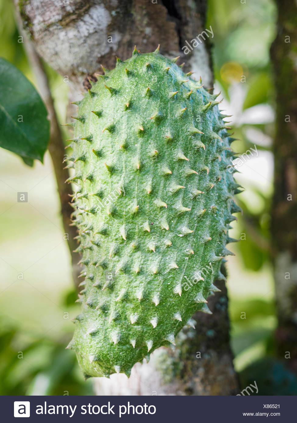 Spiky Fruit High Resolution Stock Photography and Images - Alamy