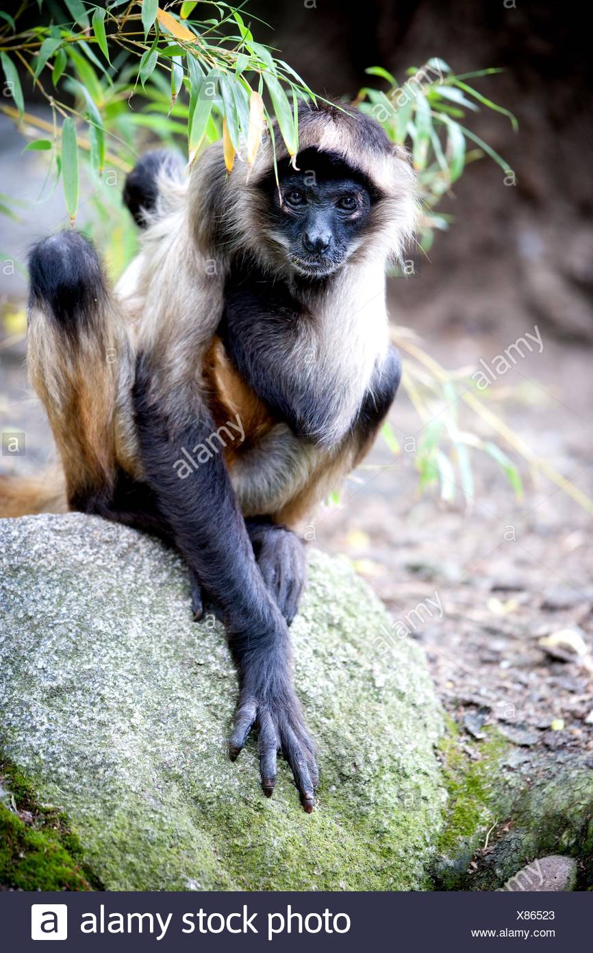 Adult Spider Monkey High Resolution Stock Photography and Images - Alamy