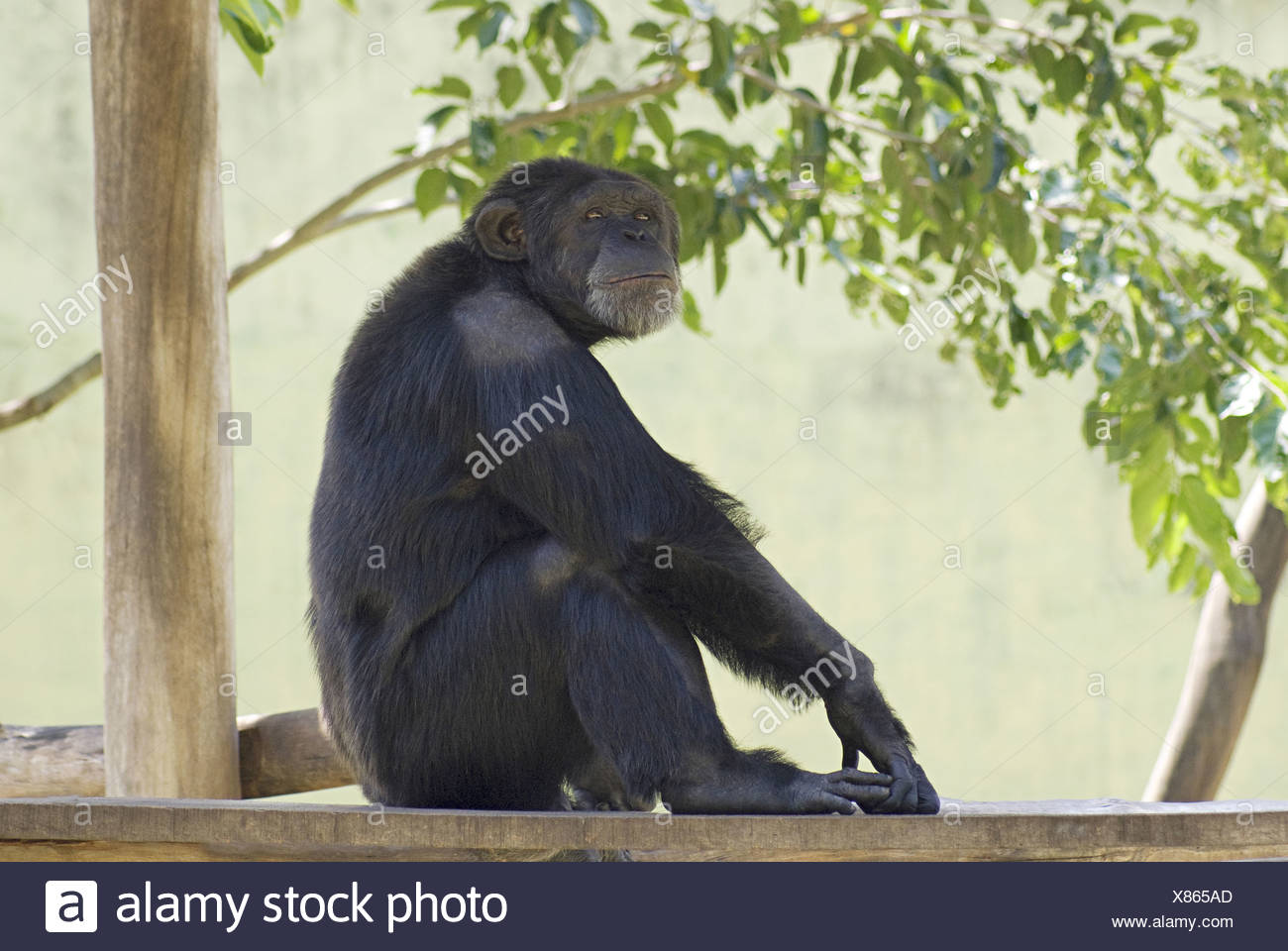 Chimp Monkey High Resolution Stock Photography and Images - Alamy