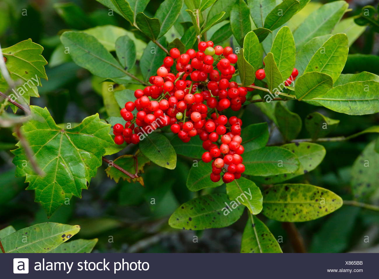 Pepper Tree Stock Photos & Pepper Tree Stock Images - Alamy