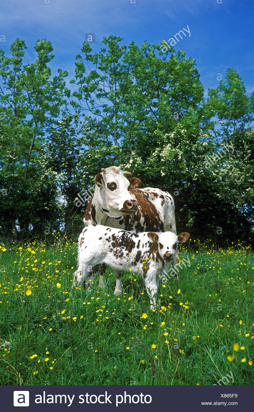 Normandy Cattle High Resolution Stock Photography and Images - Alamy