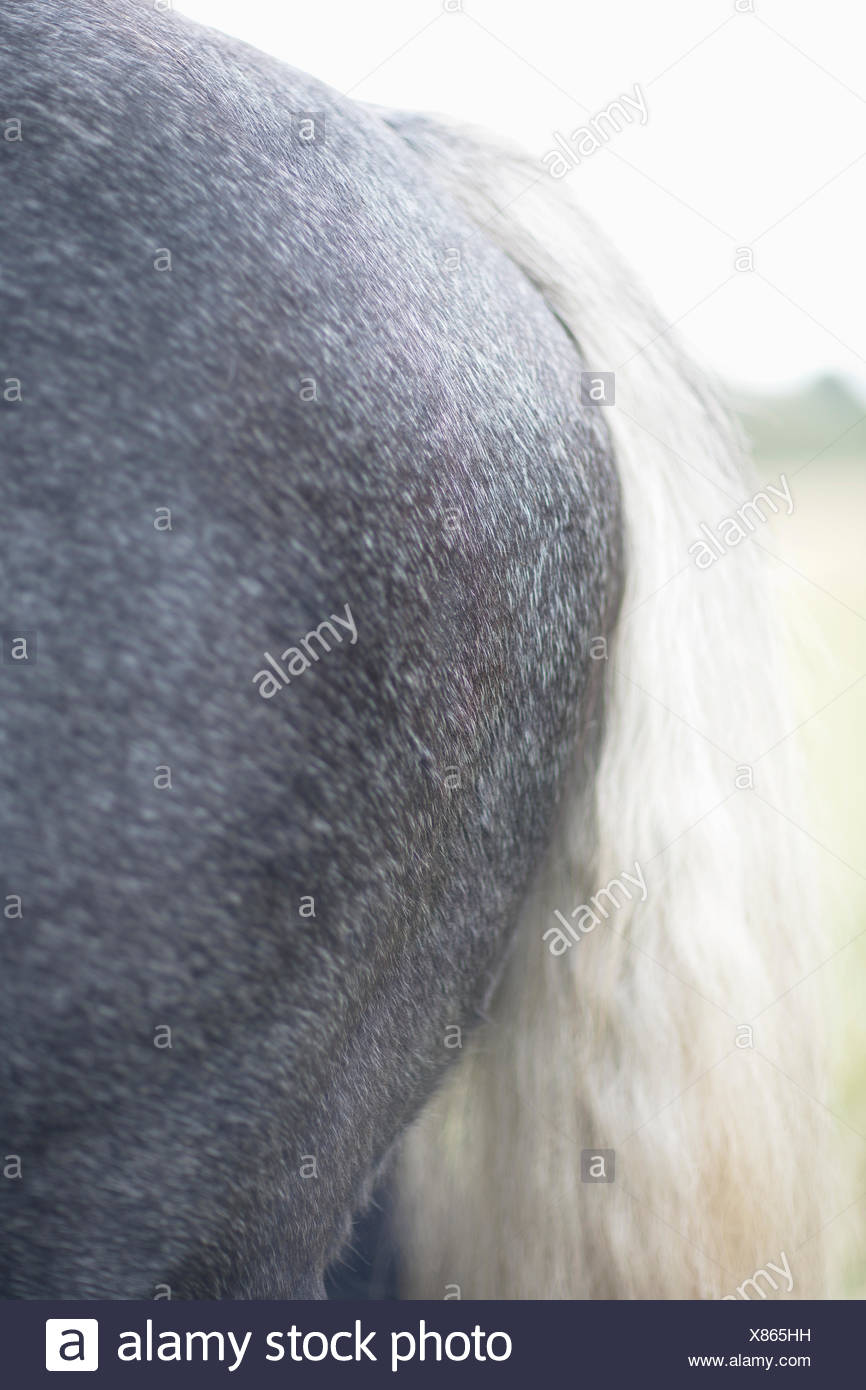 Rear End Horse Stock Photos & Rear End Horse Stock Images - Alamy