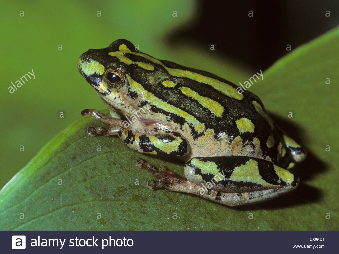 African Reed Frogs Stock Photos & African Reed Frogs Stock Images - Alamy