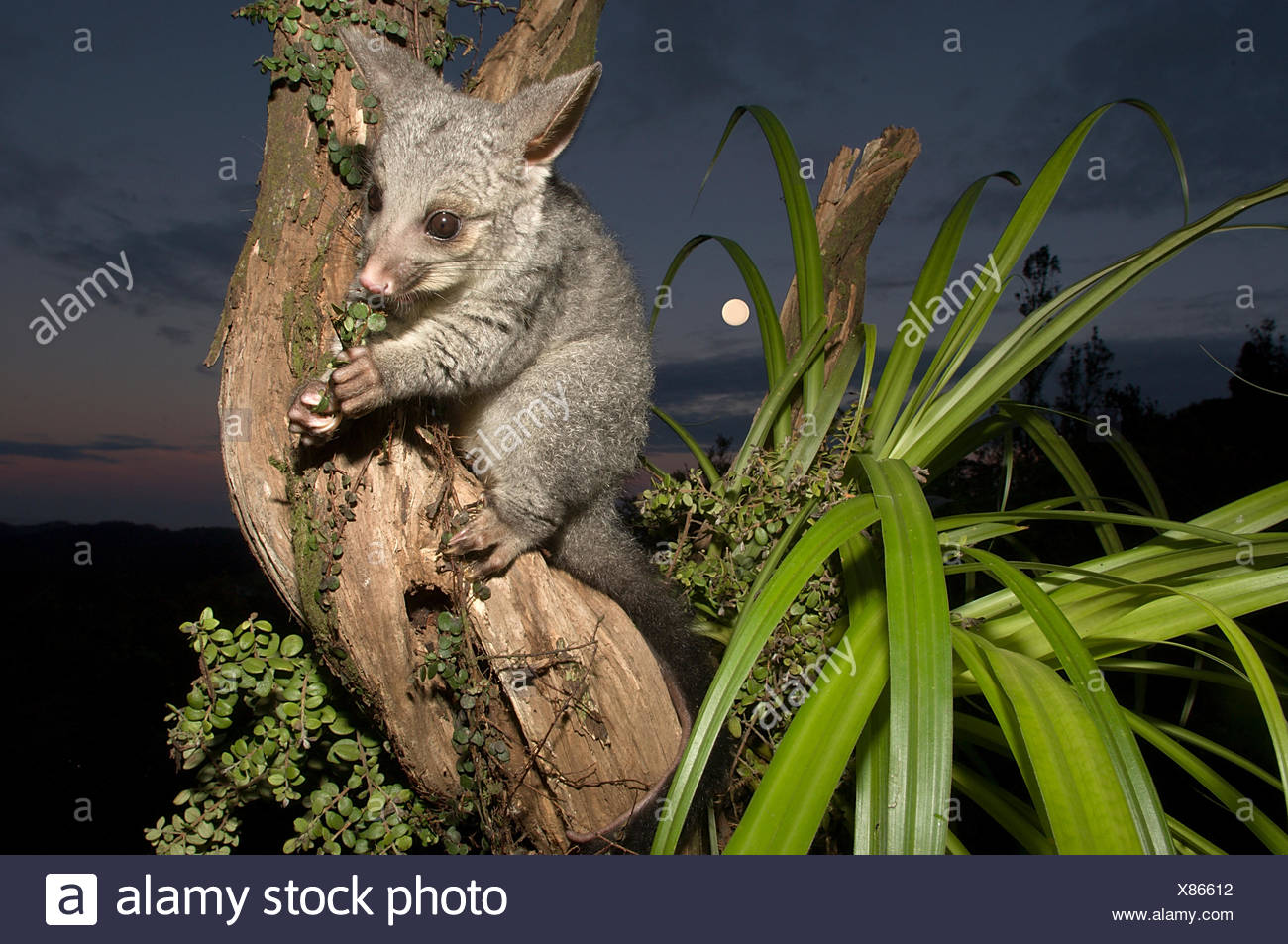 New Zealand Possum High Resolution Stock Photography and Images - Alamy