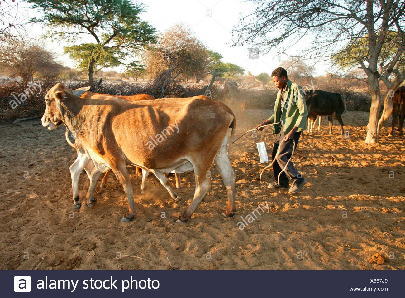 Afrikaner Cattle High Resolution Stock Photography and Images - Alamy
