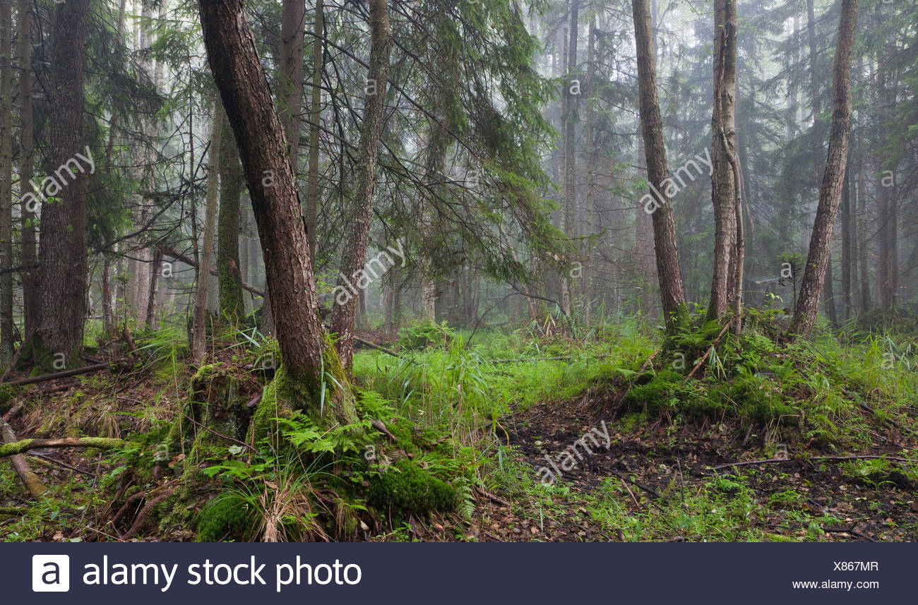 Alder Carr Woodland High Resolution Stock Photography and Images - Alamy