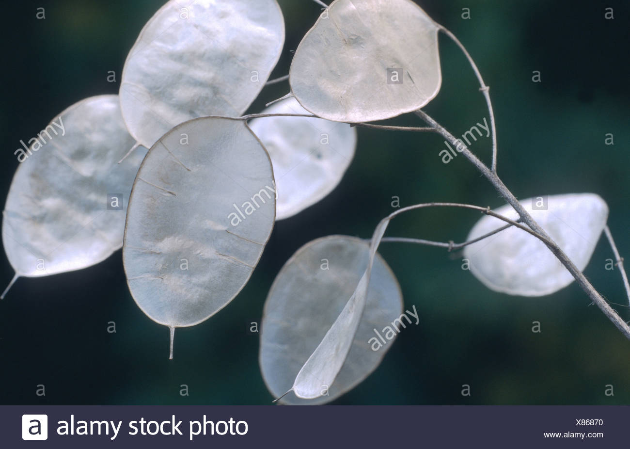Fruits Silicula High Resolution Stock Photography and Images - Alamy