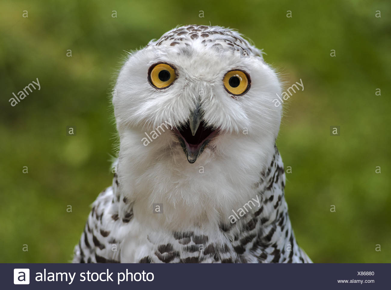 Schneeeule High Resolution Stock Photography and Images - Alamy