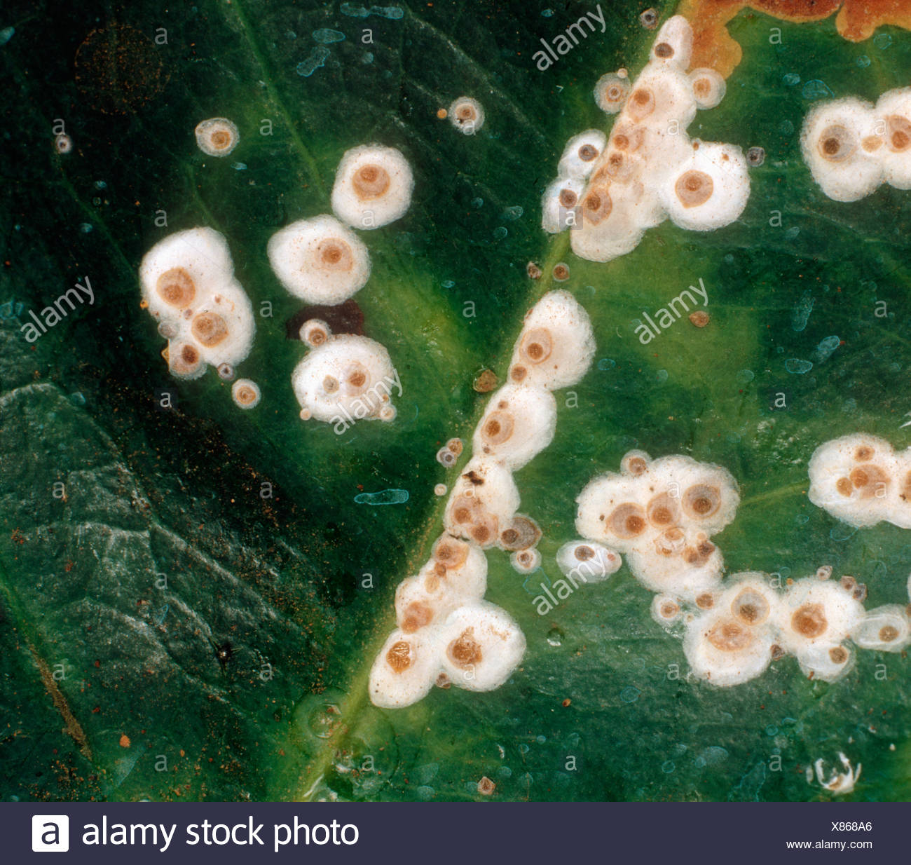 Aspidiotus High Resolution Stock Photography and Images - Alamy