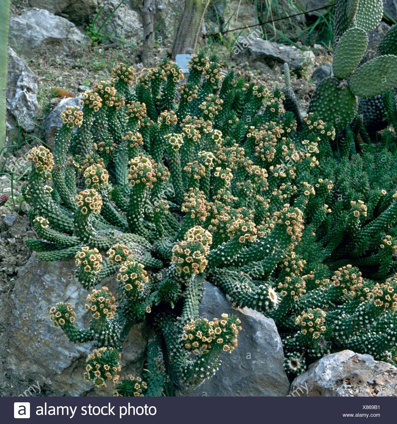 Euphorbia Caput Medusae Medusas Head High Resolution Stock Photography ...