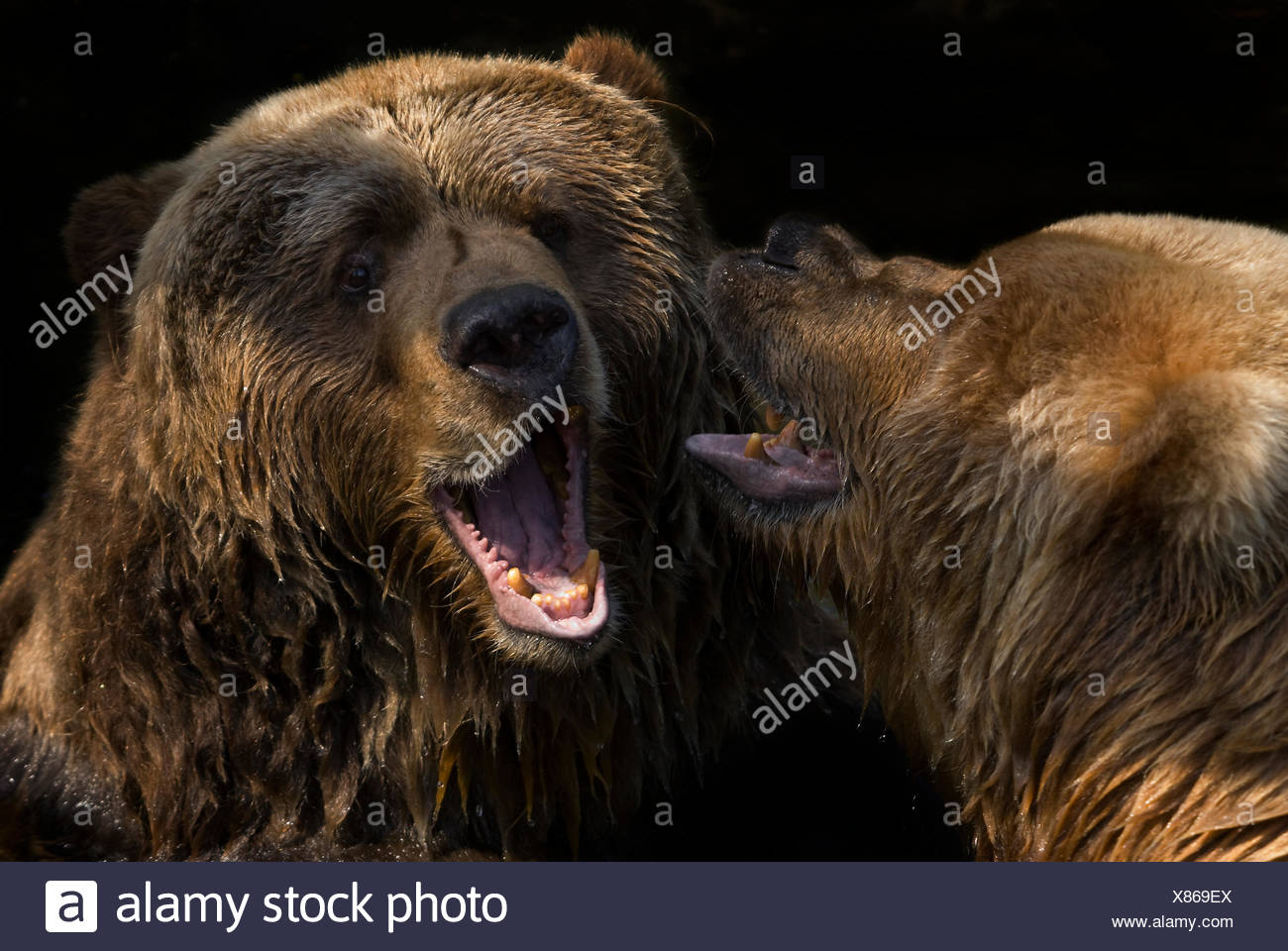 Alaskan Bears High Resolution Stock Photography and Images - Alamy
