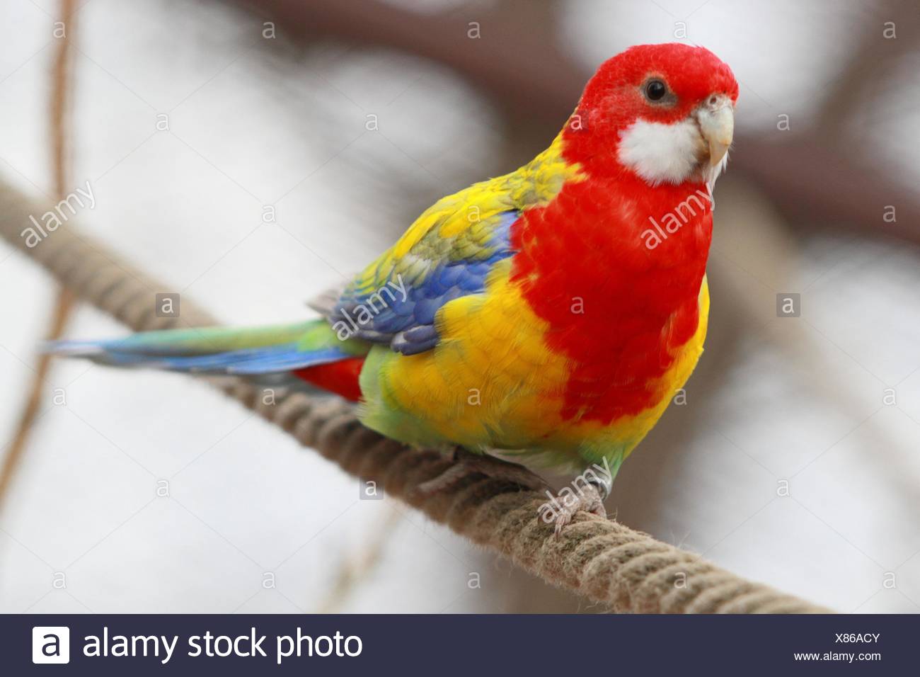 Eastern Rosella High Resolution Stock Photography and Images - Alamy