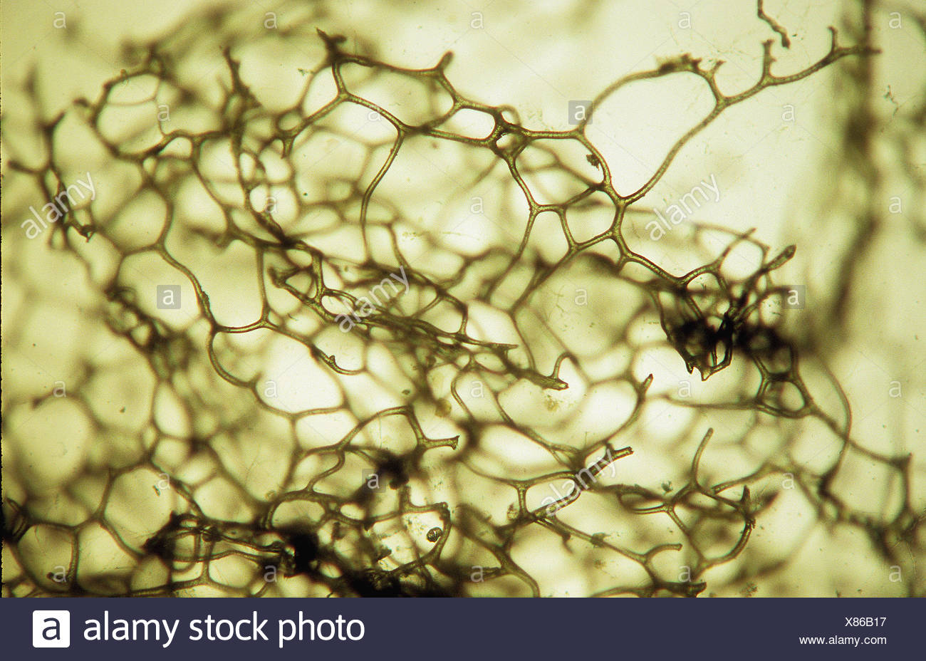 Spongin Stock Photos & Spongin Stock Images - Alamy