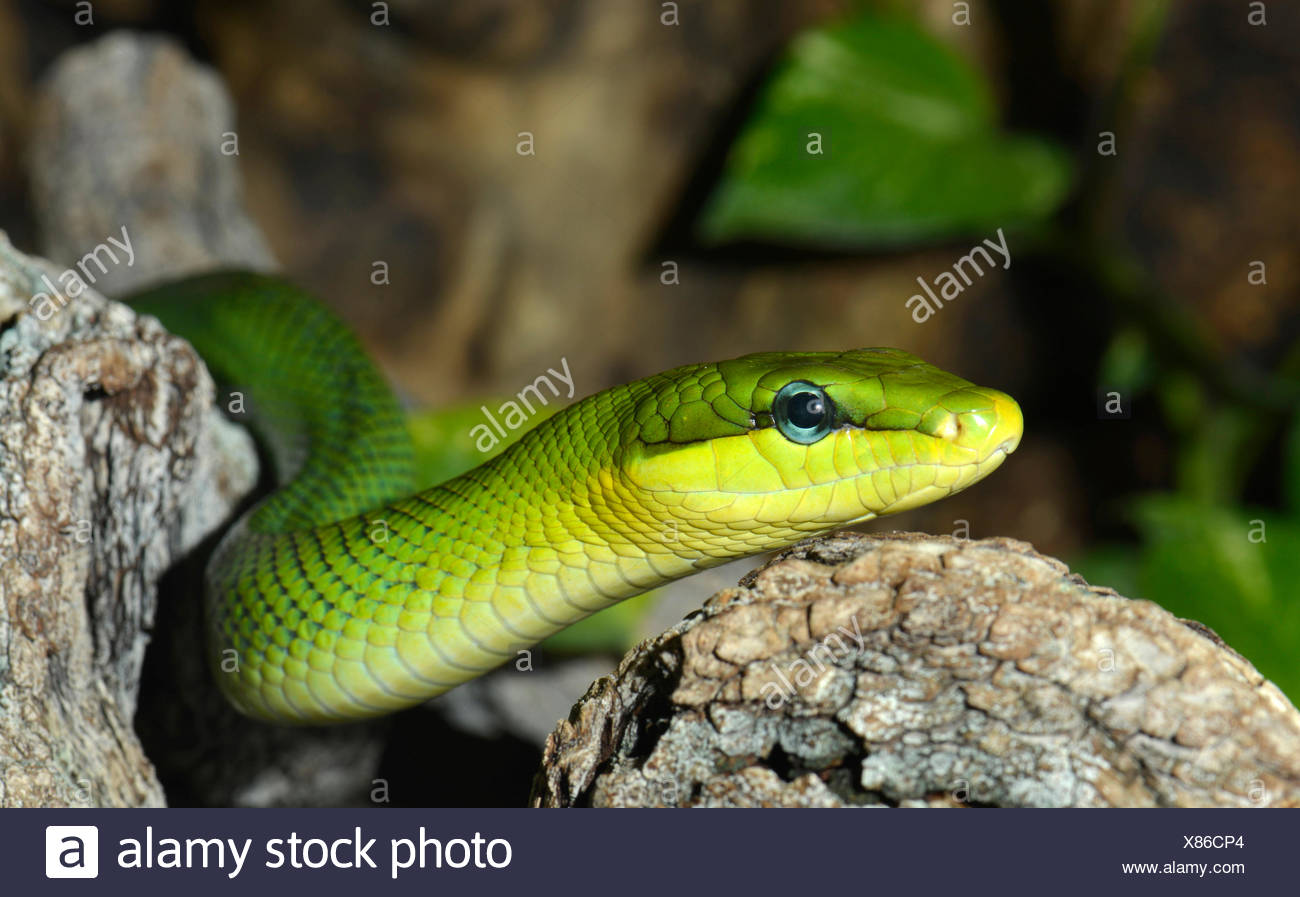 Red Ratsnake High Resolution Stock Photography and Images - Alamy