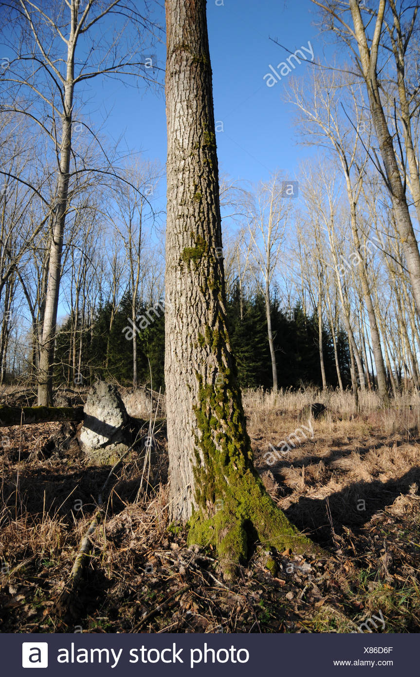 Balsam Poplar Tree High Resolution Stock Photography and Images - Alamy