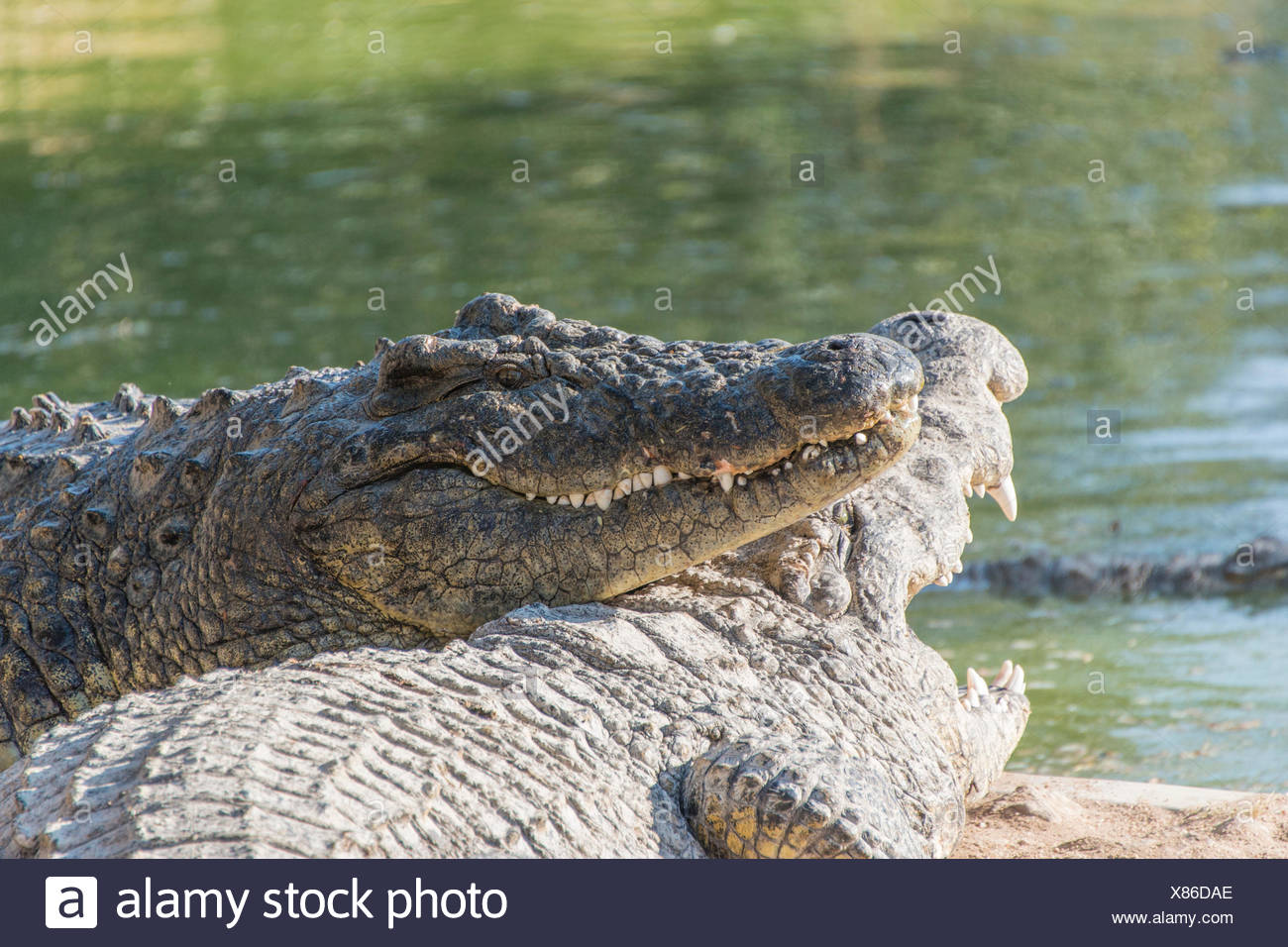 Crocodiles High Resolution Stock Photography and Images - Alamy