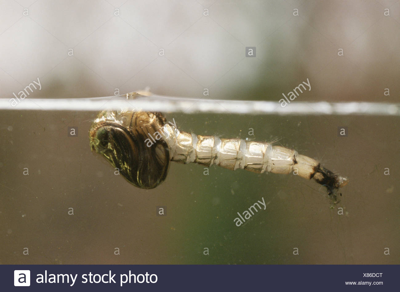 Mosquito Larvae Culex High Resolution Stock Photography and Images - Alamy