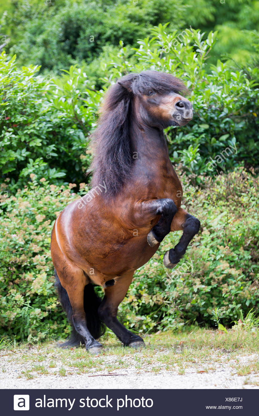 Shetland Pony Horse Rearing Stock Photos & Shetland Pony Horse Rearing ...