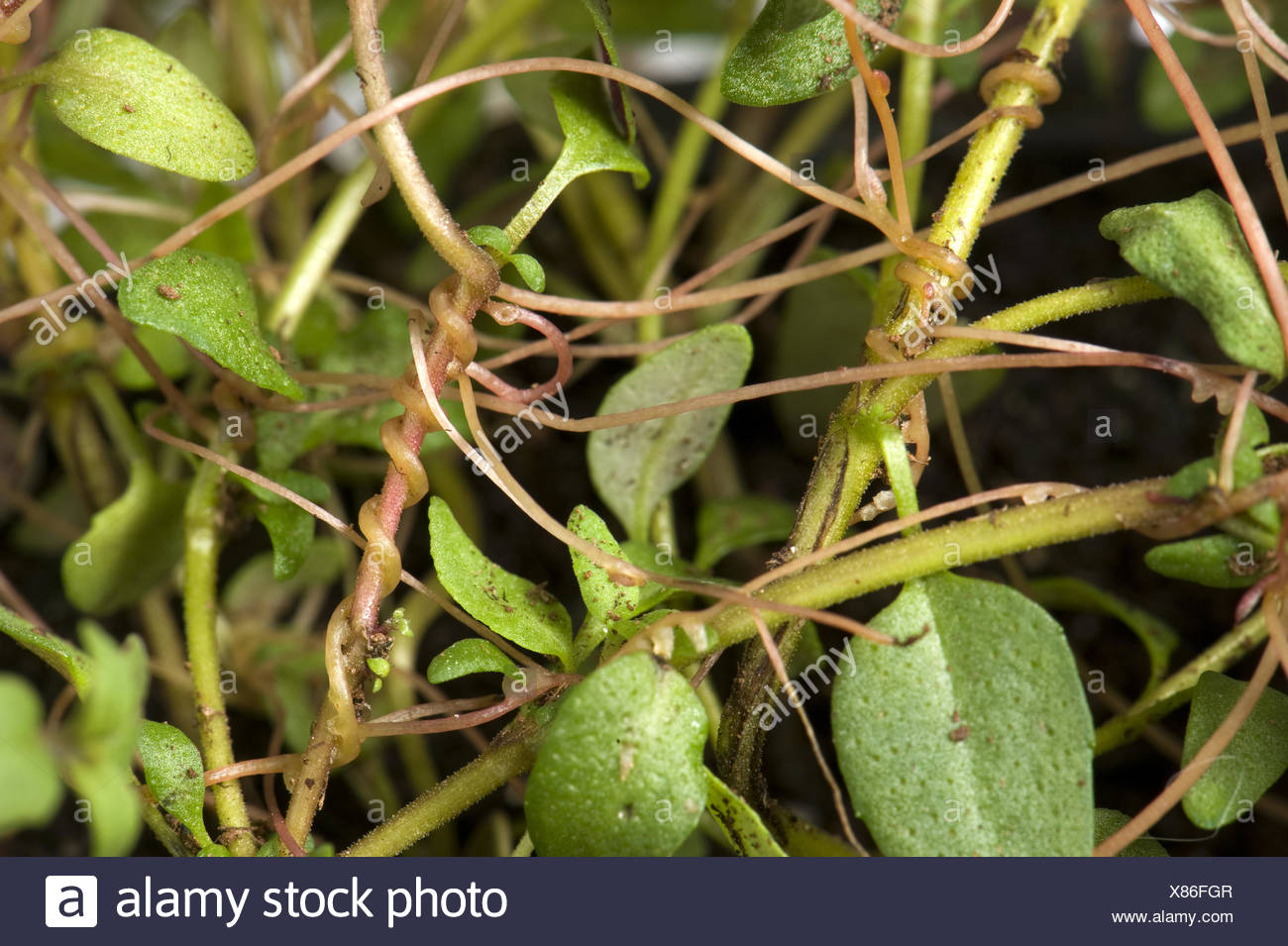 Haustoria Stock Photos & Haustoria Stock Images - Alamy