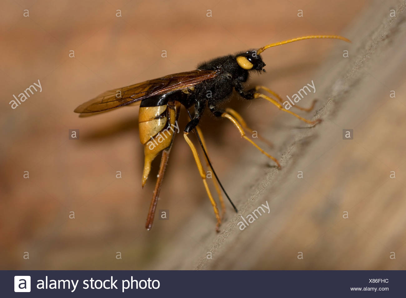 Wood Wasp Horntail High Resolution Stock Photography and Images - Alamy