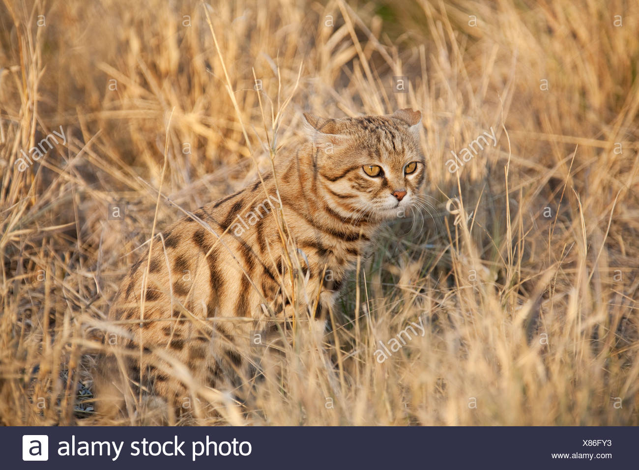 Black Footed Cats High Resolution Stock Photography and Images - Alamy