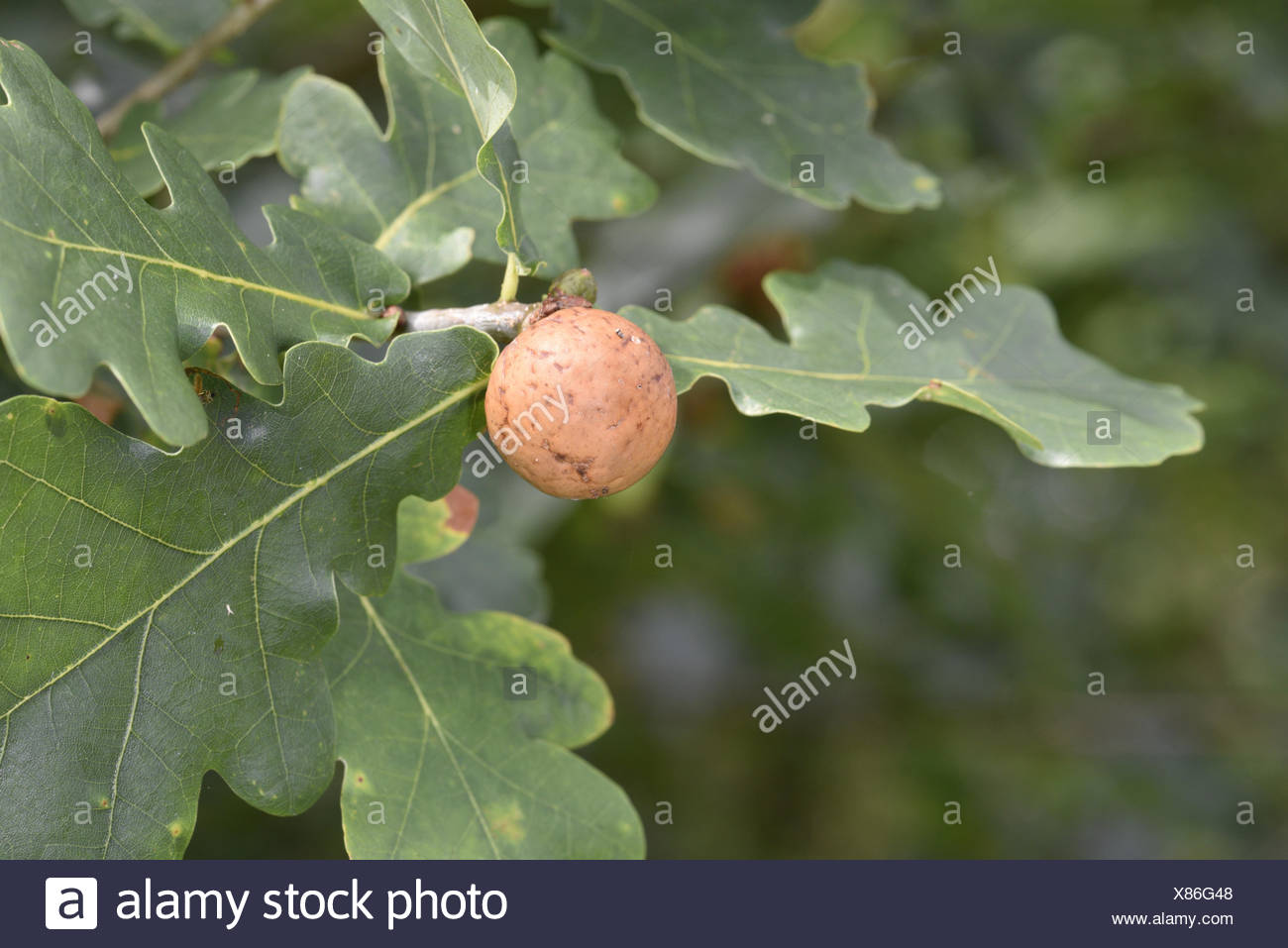 Oak Gall Wasps High Resolution Stock Photography and Images - Alamy