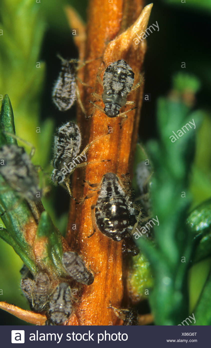 Cypress Aphid Cinara Cupressi On High Resolution Stock Photography and ...