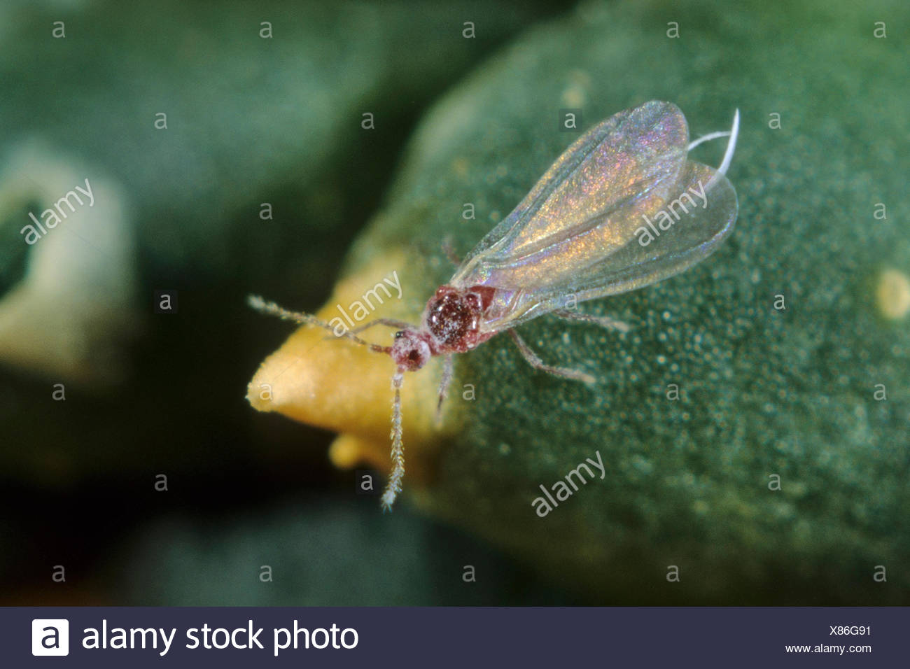 Citrus Mealybug Stock Photos & Citrus Mealybug Stock Images - Alamy