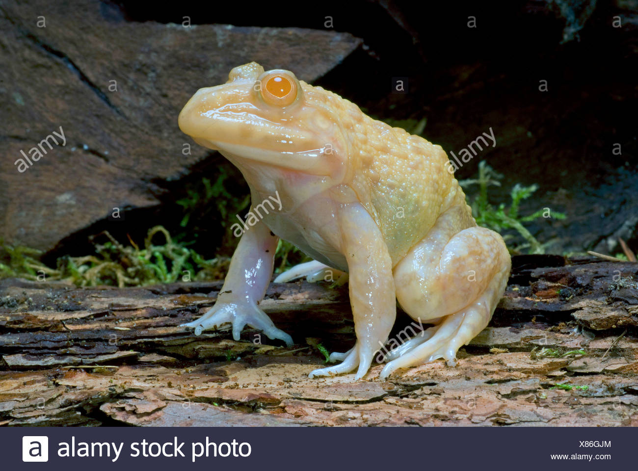East Asian Bullfrog High Resolution Stock Photography and Images - Alamy