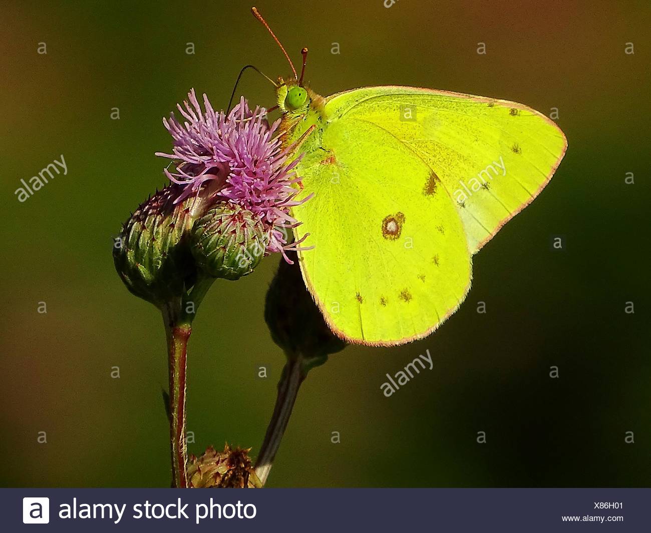 Little Yellow Butterfly High Resolution Stock Photography and Images ...