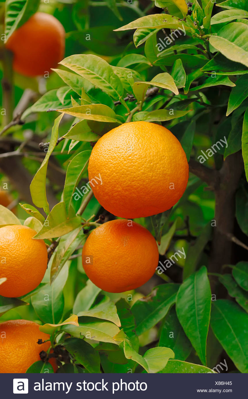 Citrus Sinensis High Resolution Stock Photography and Images - Alamy