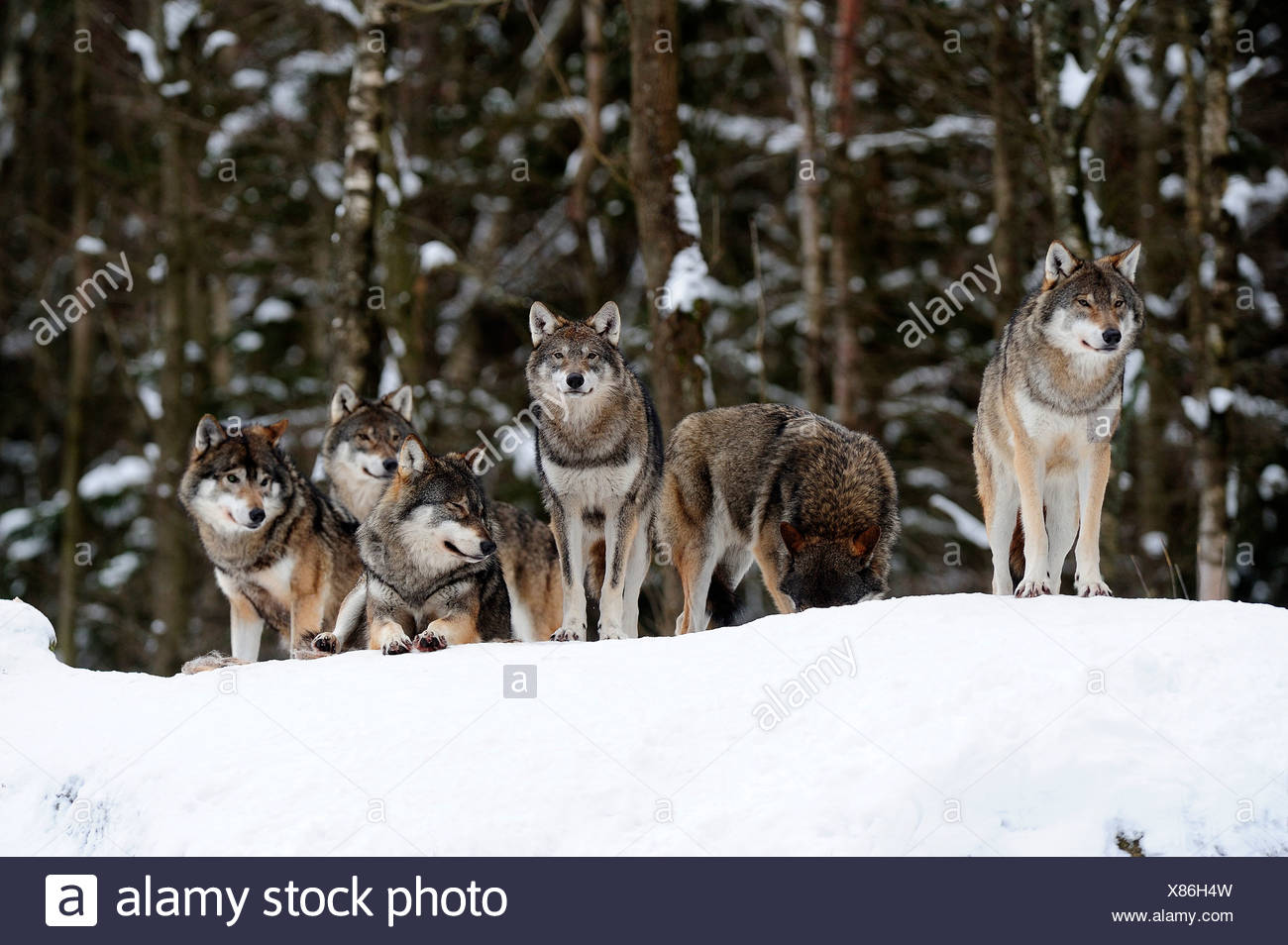 Wolves Snow Stock Photos & Wolves Snow Stock Images - Alamy
