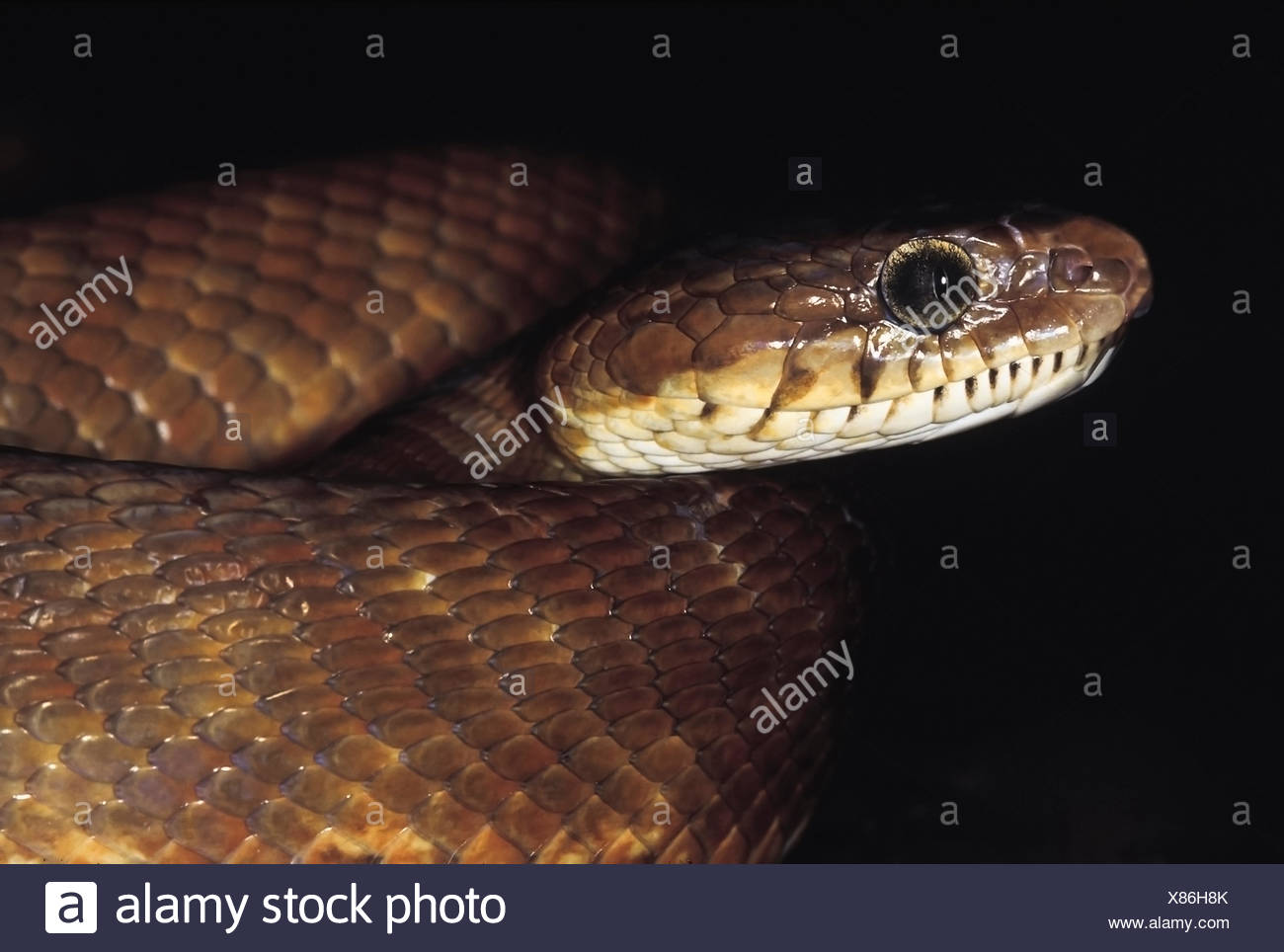 Snakes Of Maharashtra High Resolution Stock Photography and Images - Alamy