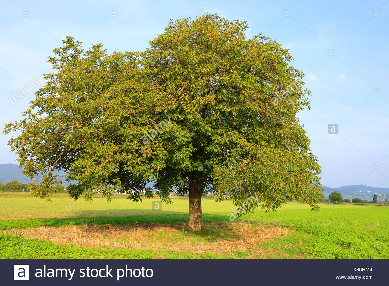 Walnut Groves High Resolution Stock Photography and Images - Alamy