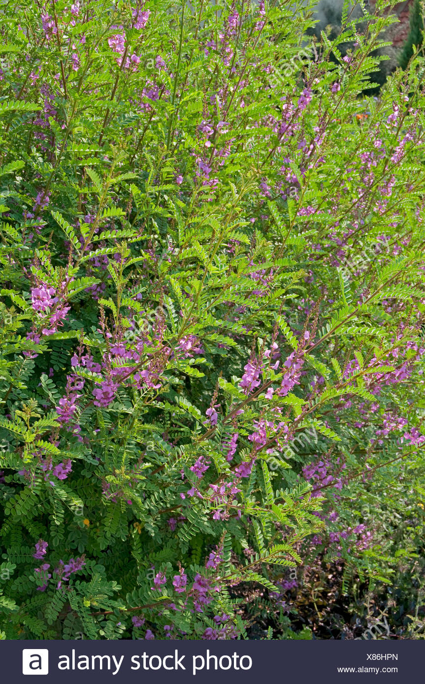 Indigofera Heterantha Stock Photos & Indigofera Heterantha Stock Images ...
